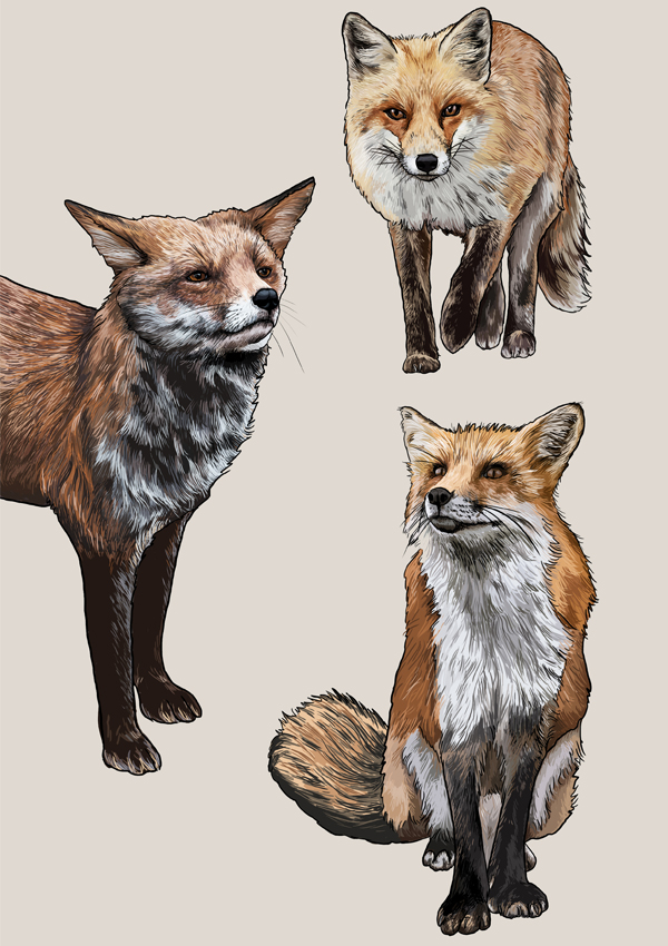 Sarah Bowe – Hireillo | Hire an Illustrator