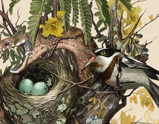 Caroline Vos – Hireillo | Hire an Illustrator