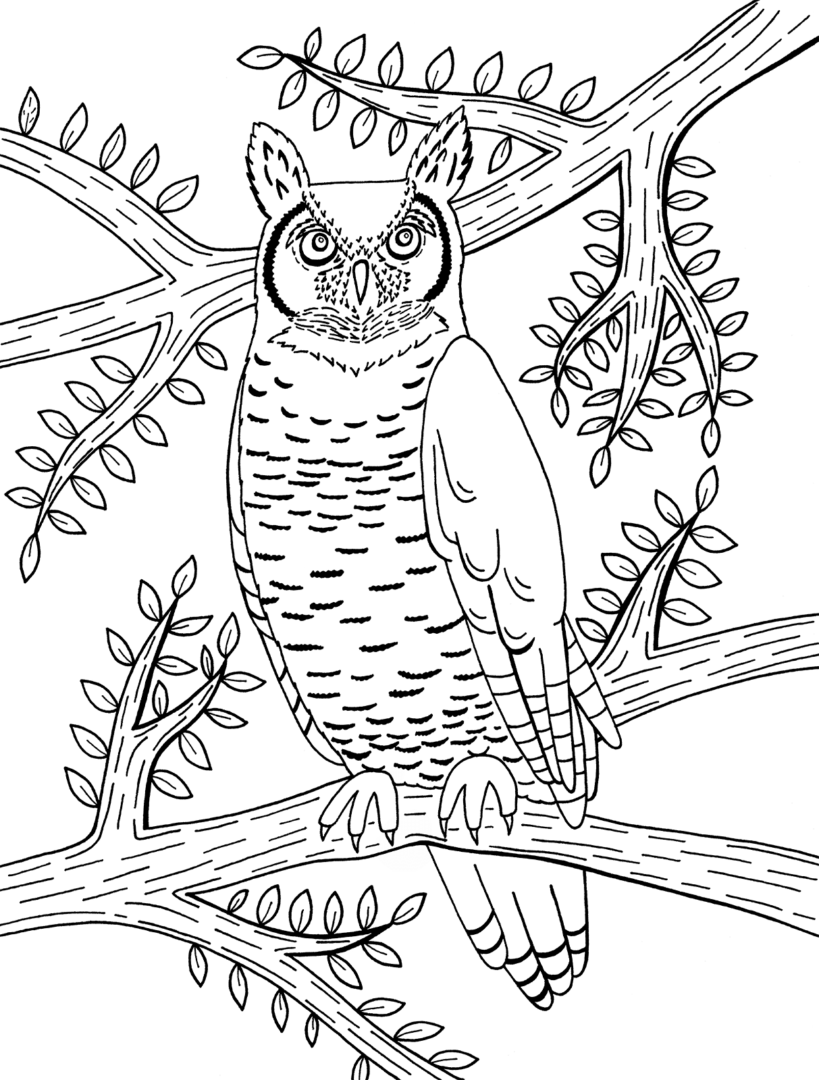 Caroline Whelan – Hireillo | Hire an Illustrator