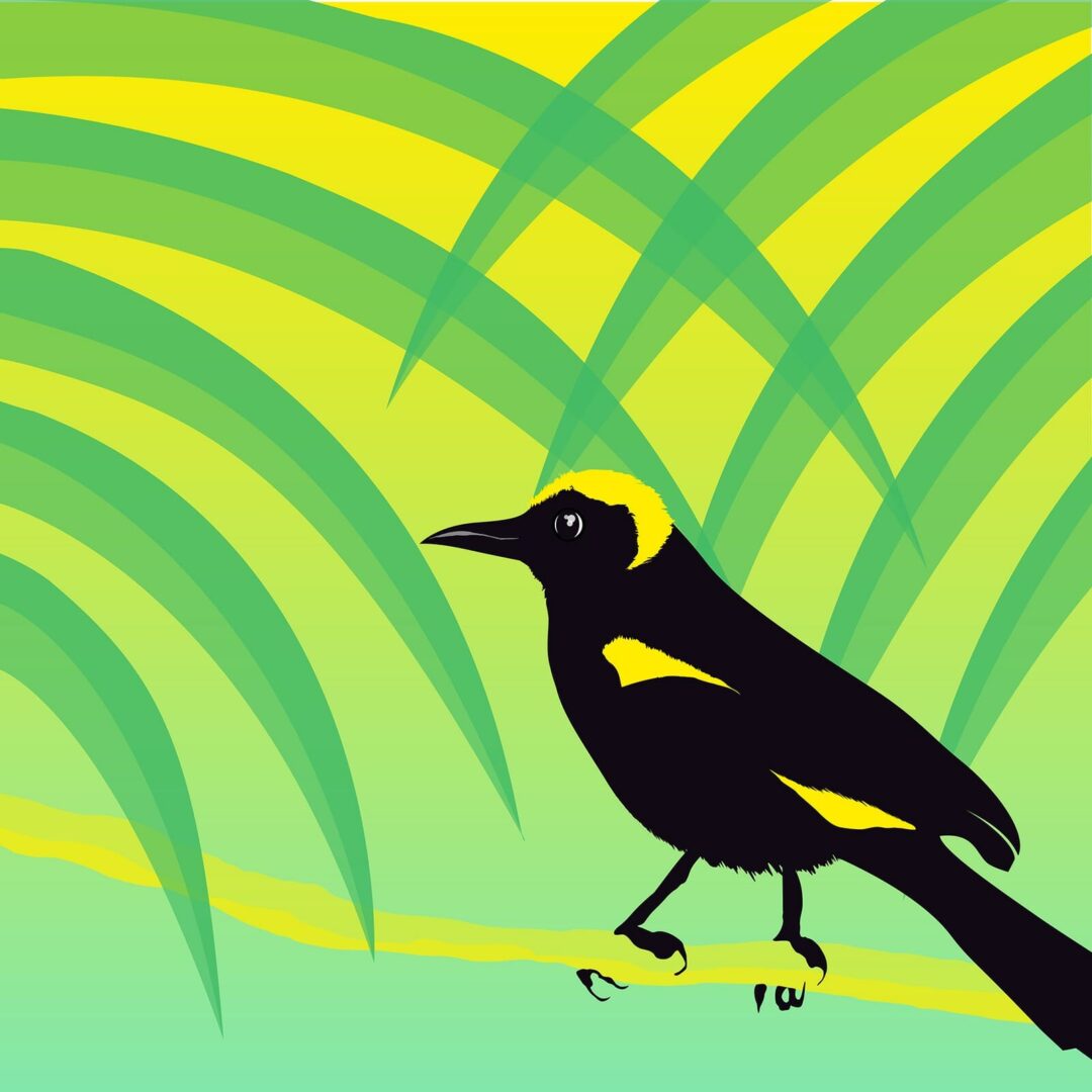 Clare Dolan – Hireillo | Hire an Illustrator