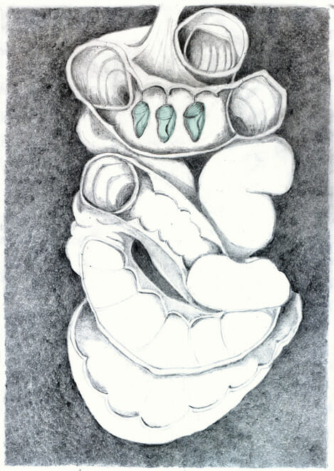 Natural History – Hireillo | Hire an Illustrator