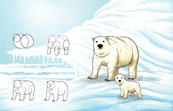 You Can Draw Animals – Polar Bear – Hireillo | Hire an Illustrator