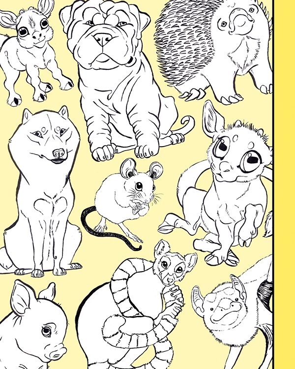 Adorable Animal Friends Coloring Book – Hireillo | Hire an Illustrator
