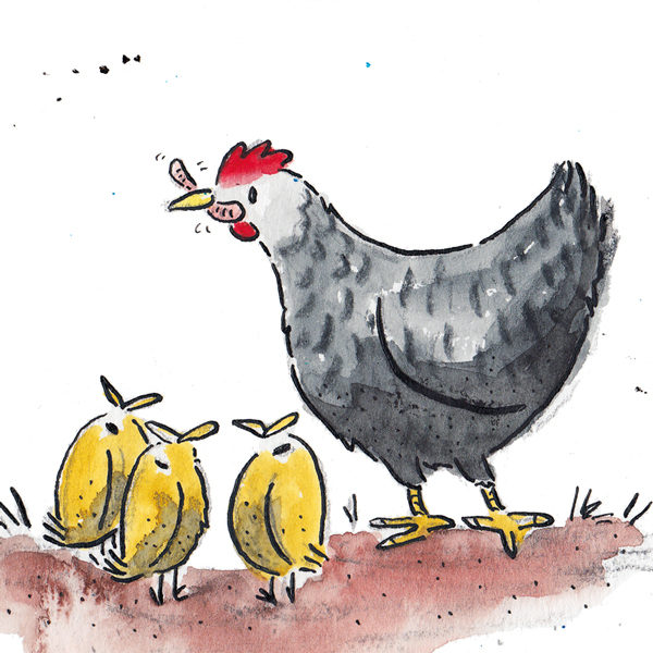 Chicken Studies – Hireillo | Hire an Illustrator