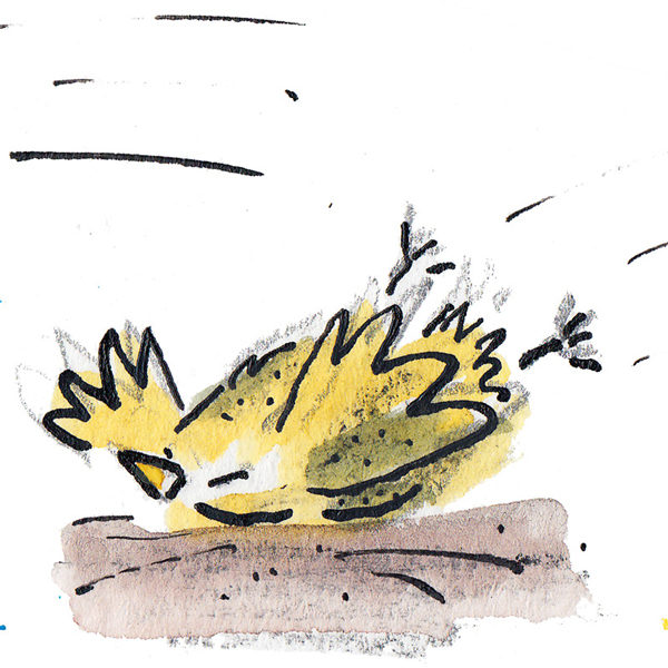 Chicken Studies – Hireillo | Hire an Illustrator