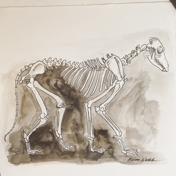 Bones, Skulls, and Skeletons for Inktober 2017 – Hireillo | Hire an ...