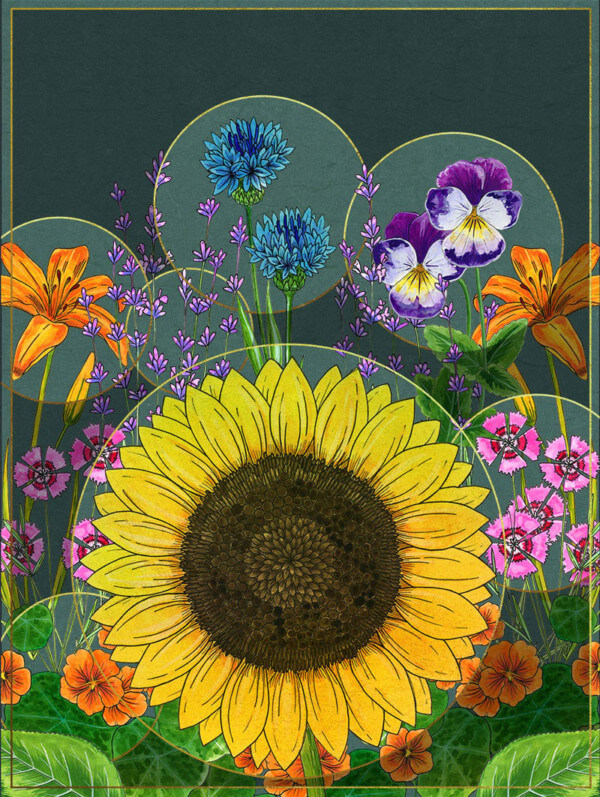 Edible Flowers Illustration for They Draw and Cook – Hireillo | Hire an ...