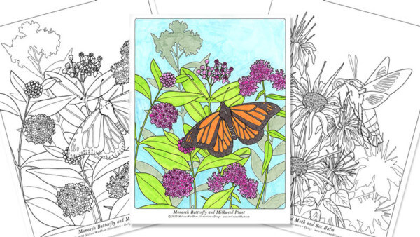 Kickstarter Campaign for the Pollinators Coloring Book – Hireillo ...