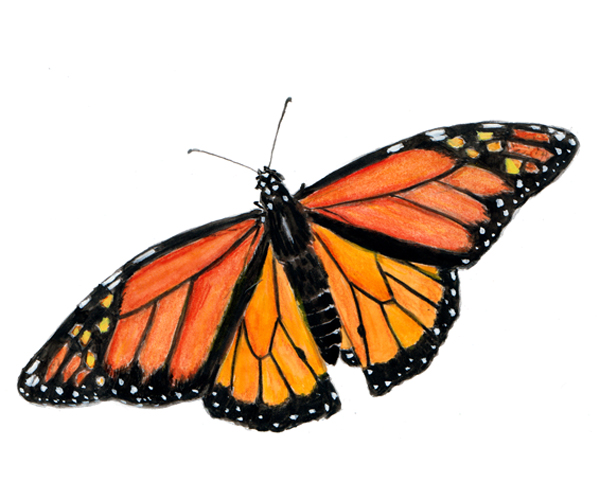 Monarch Butterfly Illustration Hireillo Hire An Illustrator