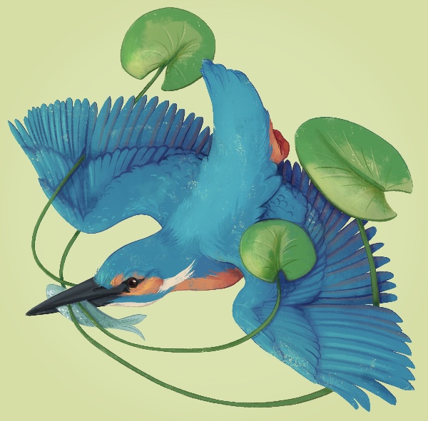 Colourful Birds – New Designs – Hireillo | Hire an Illustrator