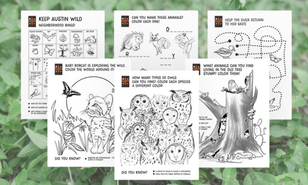 Children’s Activity Sheets for Austin Wildlife Rescue – Hireillo | Hire ...