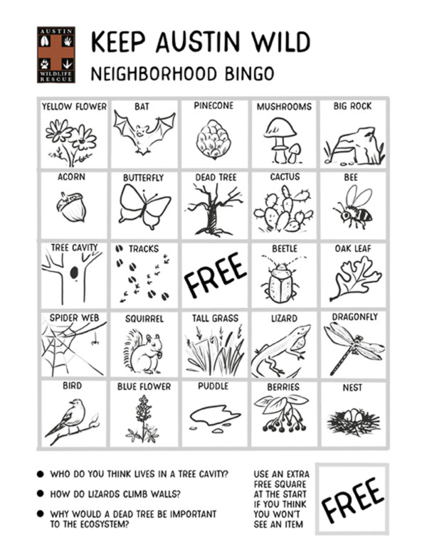 Children’s Activity Sheets for Austin Wildlife Rescue – Hireillo | Hire ...