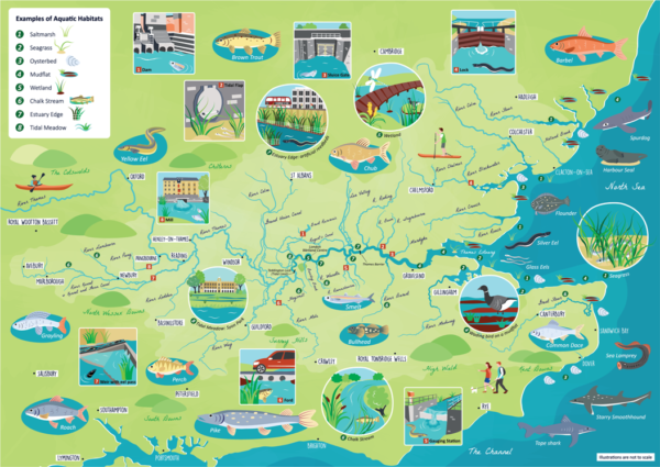 Fish Migration Map – Hireillo | Hire an Illustrator
