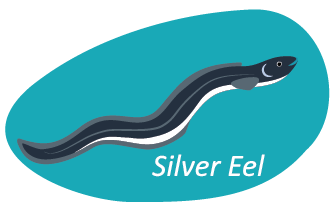 Fish Migration Map – Hireillo | Hire an Illustrator