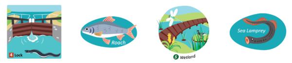 Fish Migration Map – Hireillo | Hire an Illustrator