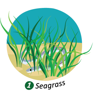 Fish Migration Map – Hireillo | Hire an Illustrator