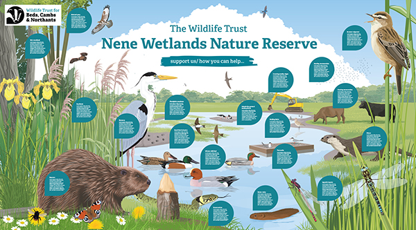 Digital mural illustration for Nene Nature Reserve – Hireillo | Hire an ...