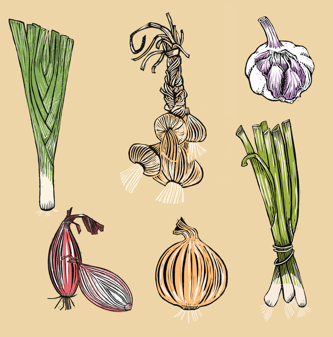 Alliums for Waitrose Food – Hireillo | Hire an Illustrator
