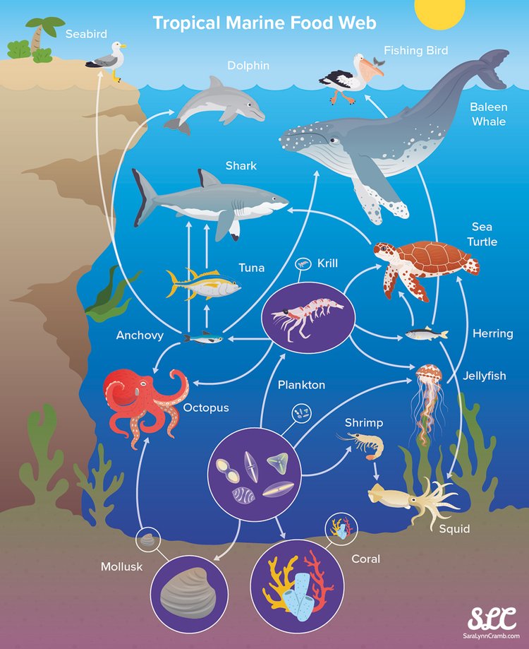 Children’s Publishing Artwork – Hireillo | Hire an Illustrator