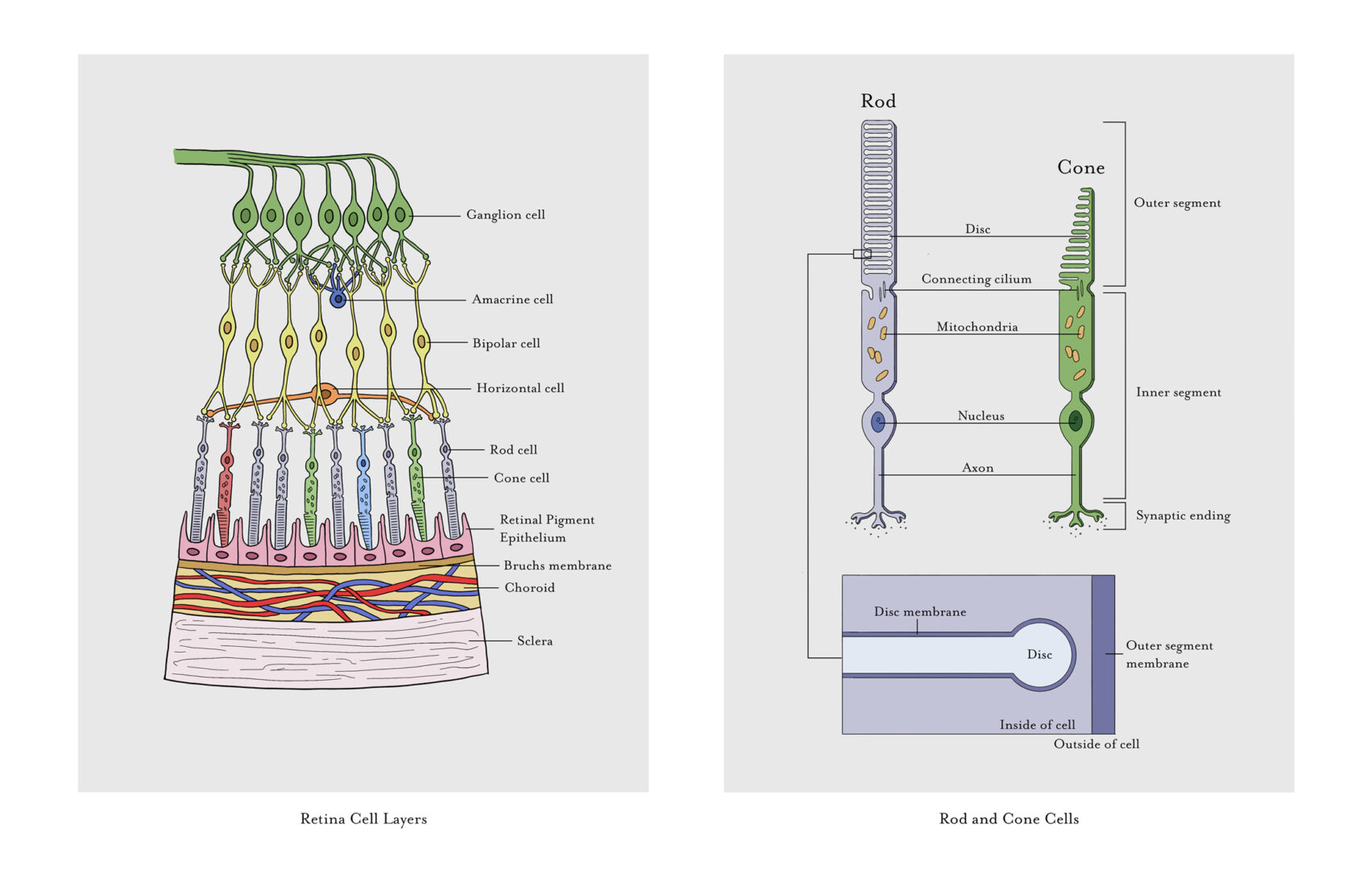 Scientific Illustration Diagrams – Hireillo | Hire an Illustrator
