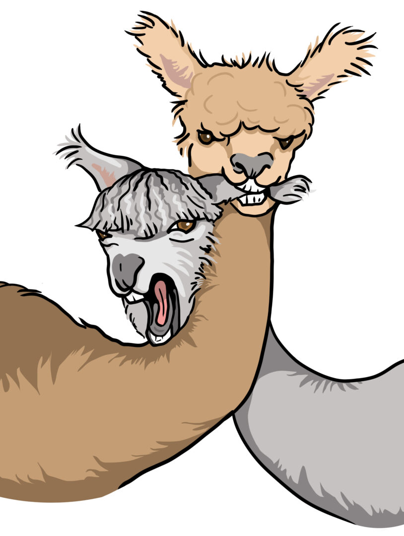 Ungulate Mania! – Hireillo | Hire an Illustrator